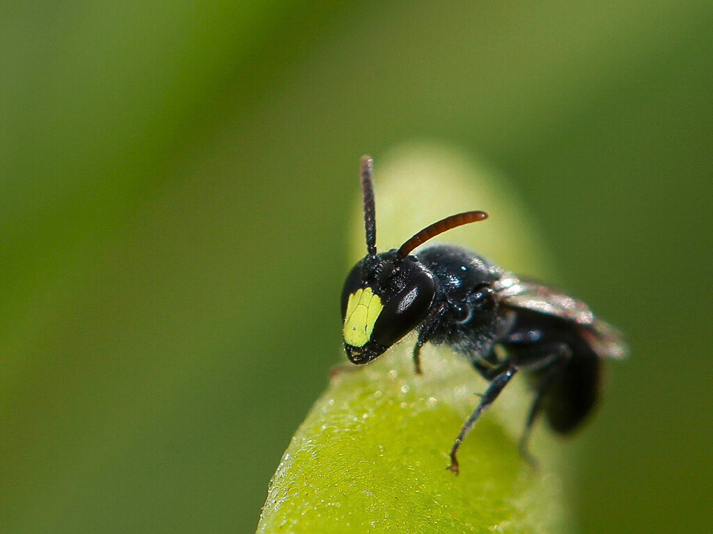 Hawai‘i’s Endangered and Threatened Species