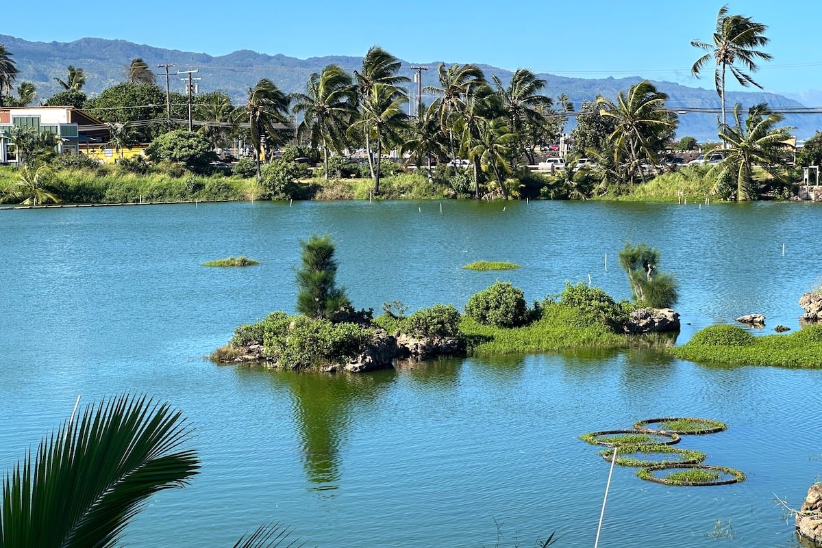 Earthing: What It’s Like to Volunteer at a Fishpond
