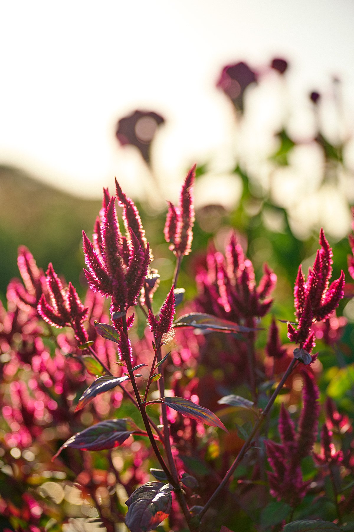 Dreamy Blooms at the Petal Mettle Flower Farm in Waialua