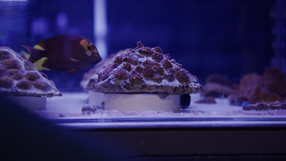 Restoring Hawai‘i’s Coral Reefs, a Mauka to Makai: Our Kuleana Story