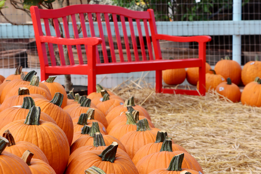 Pumpkin Patches and Fall Festivals on O‘ahu