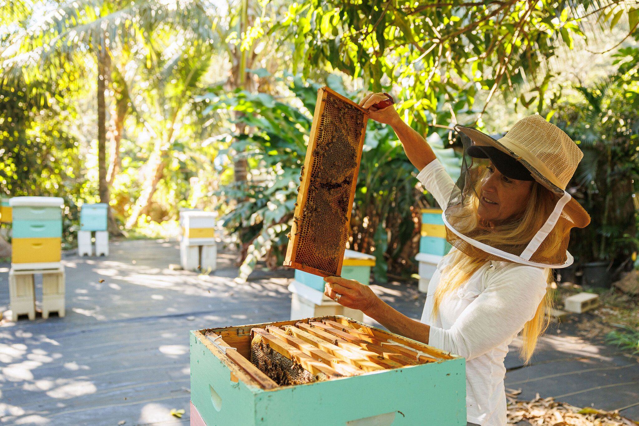 Frolic Hawai‘i - Honolulu Magazine