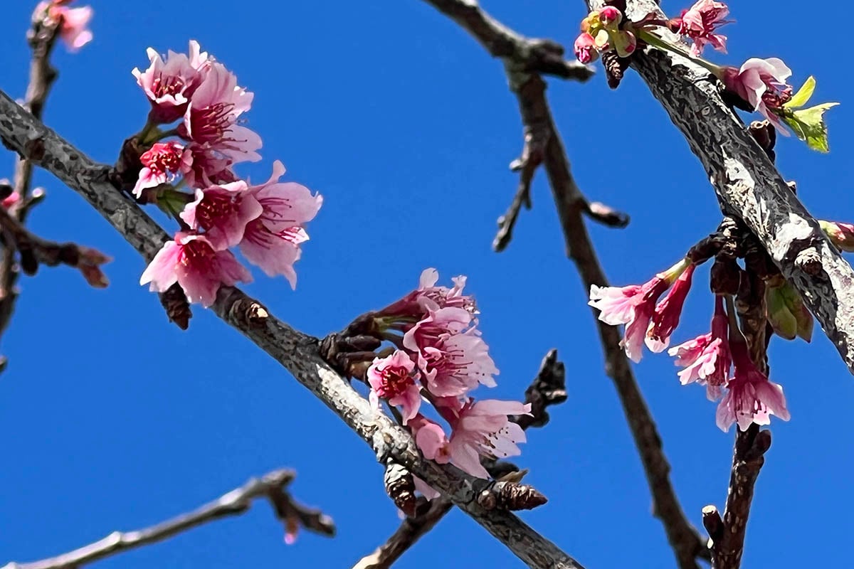 Where to See Cherry Blossoms on O‘ahu