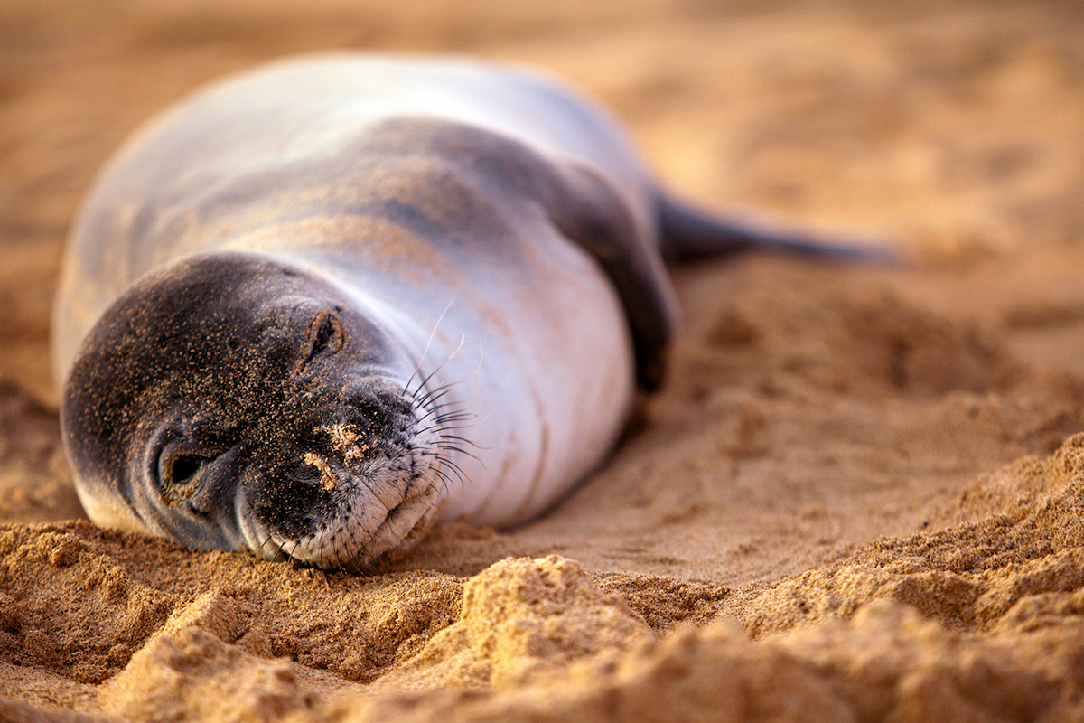 North Shore Residents Push Back Against a New Luxury Development by ...