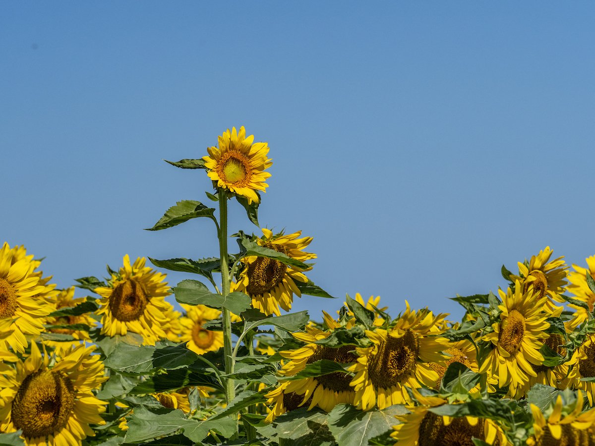 Where to See Sunflowers Blooming on O‘ahu