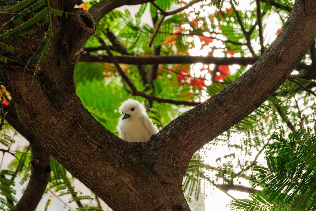 Photo Gallery: Native Seabird Manu-o-Kū Nesting Downtown