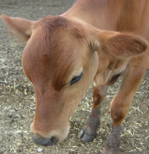 Naked Cow Dairy Raising Money For Cheese