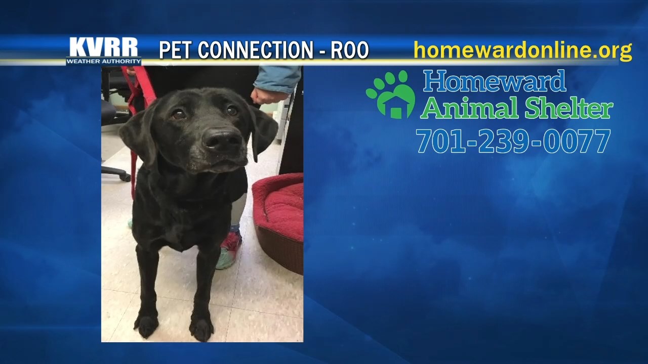Pet Connection: Meet Roo - KVRR Local News