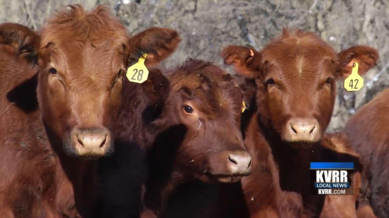 WHO Asking Farmers and Ranchers to Stop Using Antibiotics on Healthy ...