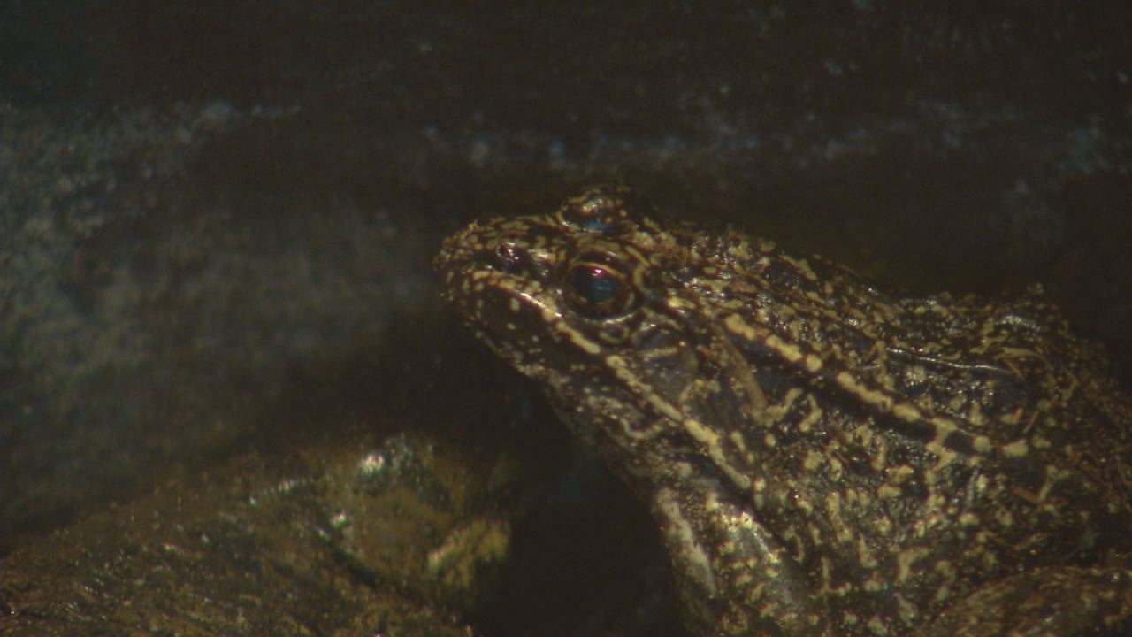 FrogWatch USA Training Session at the Red River Zoo - KVRR Local News