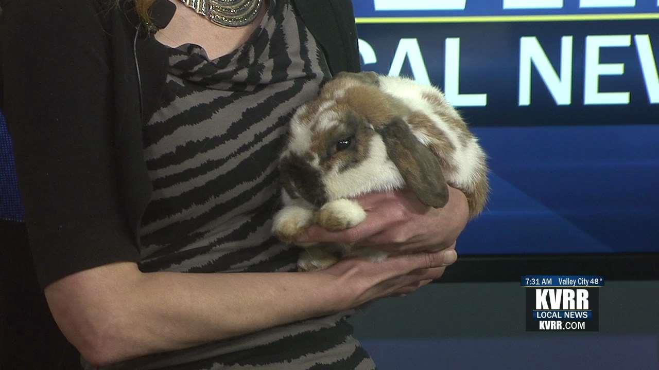 LIVE: Why A Bunny May Not Make A Good Easter Present - KVRR Local News
