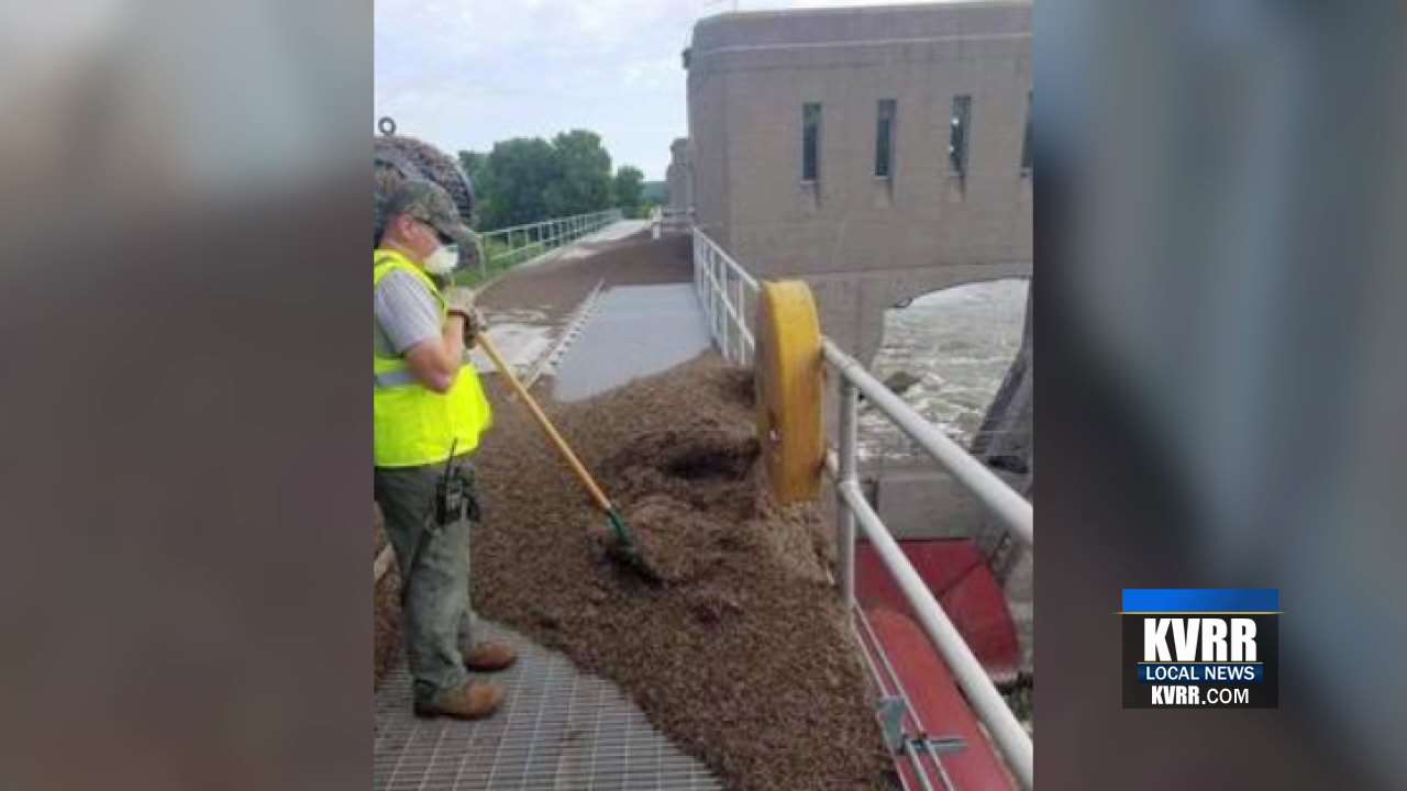 Dead Mayflies Pile Up in Welch, Minnesota - KVRR Local News