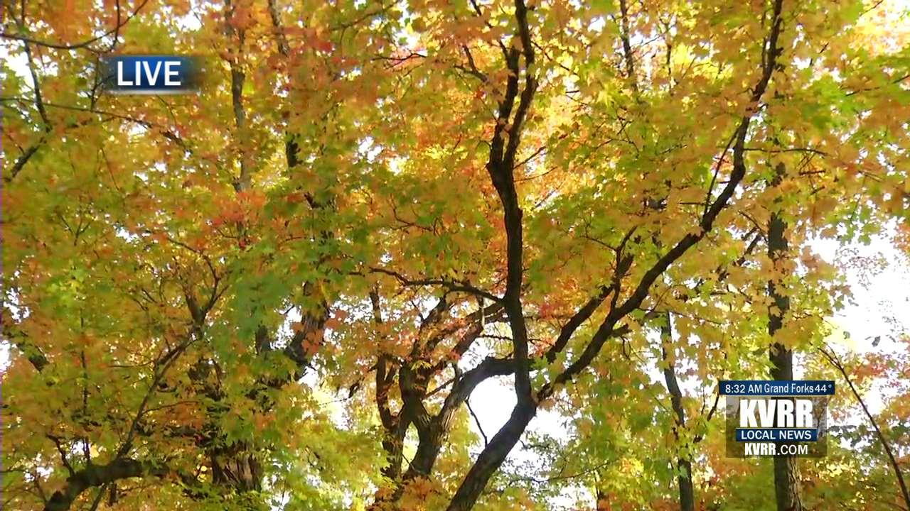 LIVE: Fall Foliage - KVRR Local News