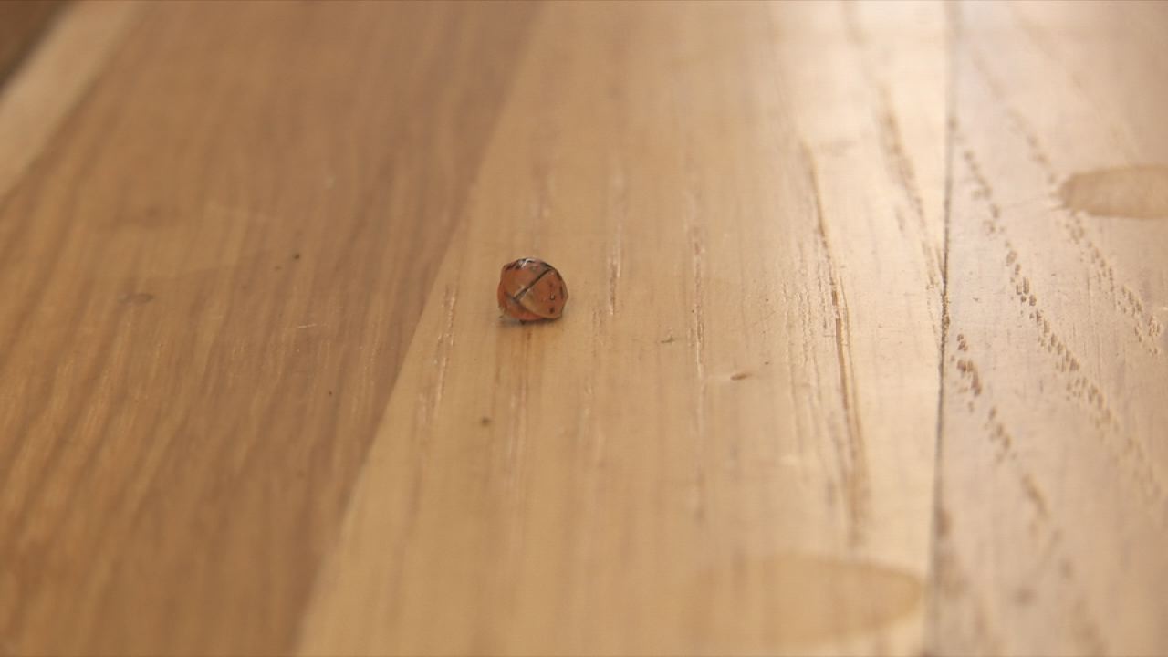 Warm Fall Weather Sending Ladybugs into Area Homes