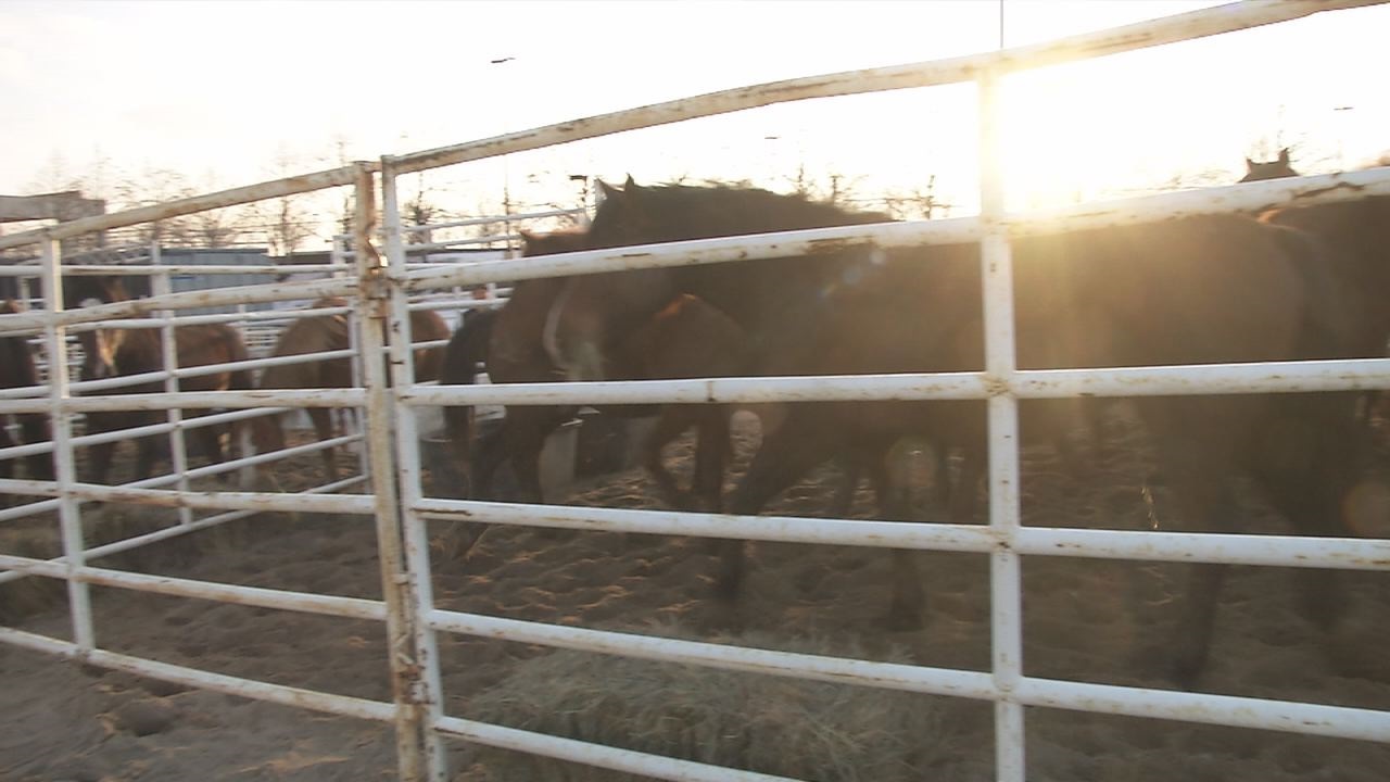 Come out to the PRCA Rodeo at the Fargodome! - KVRR Local News