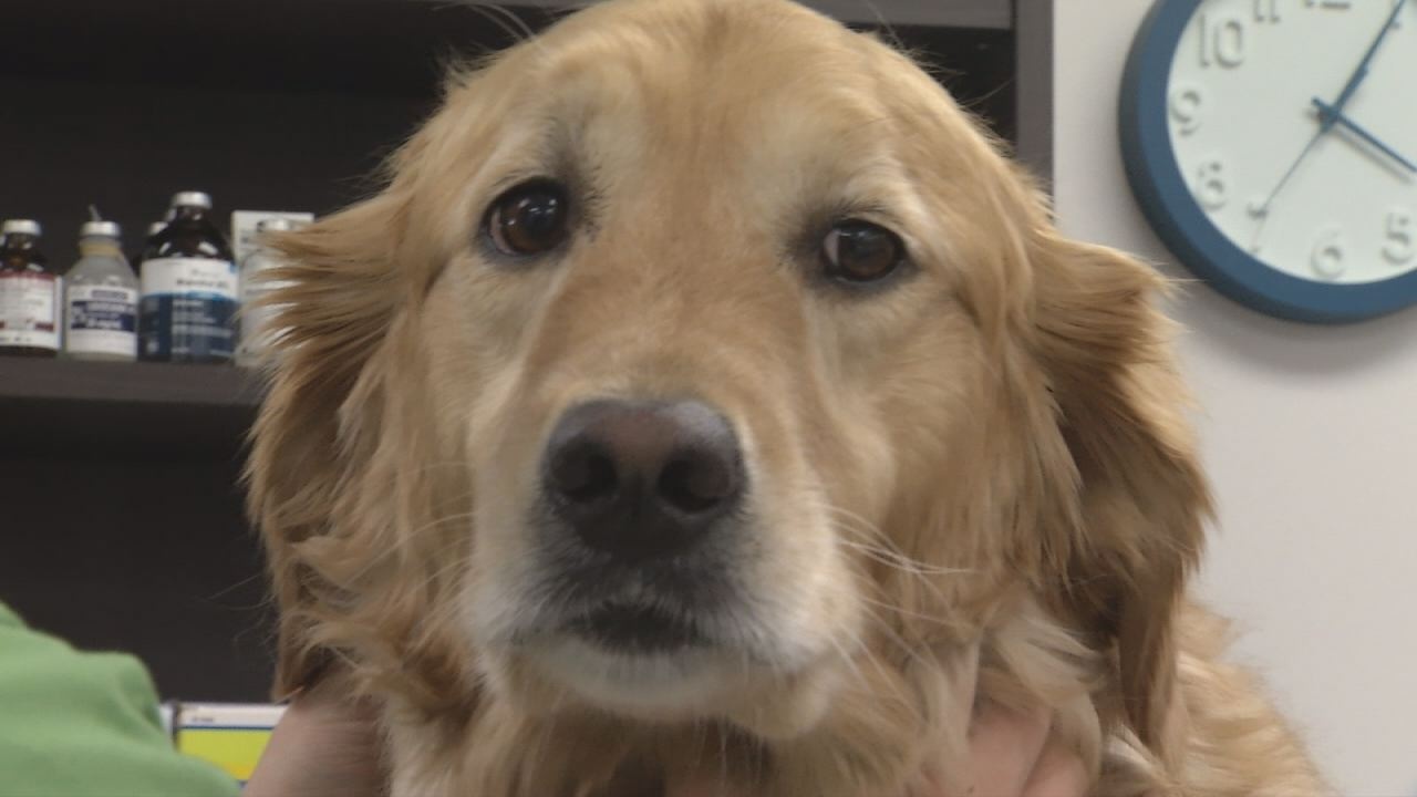 West Fargo Animal Hospital Has New Home - KVRR Local News