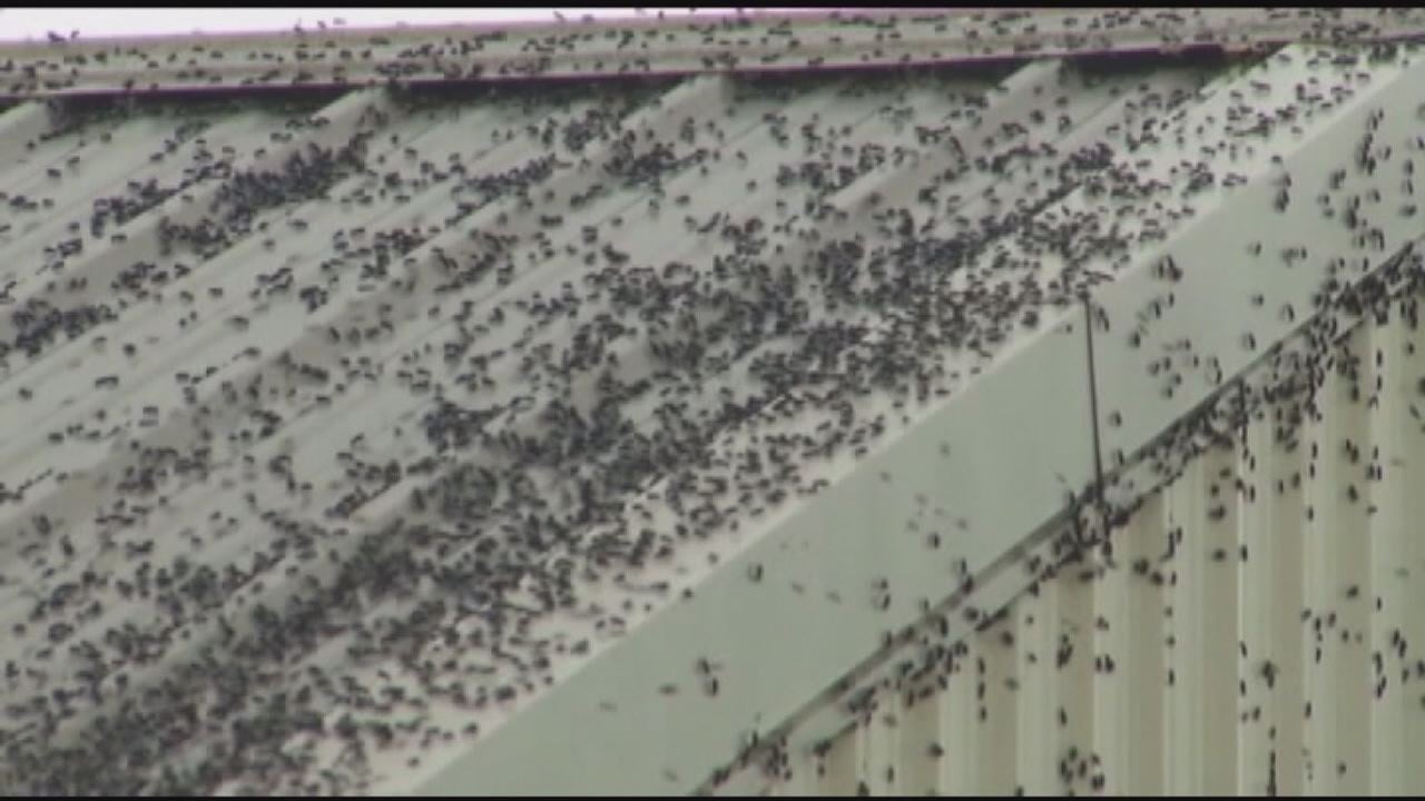 Invasion of Flies in Minnesota Community - KVRR Local News