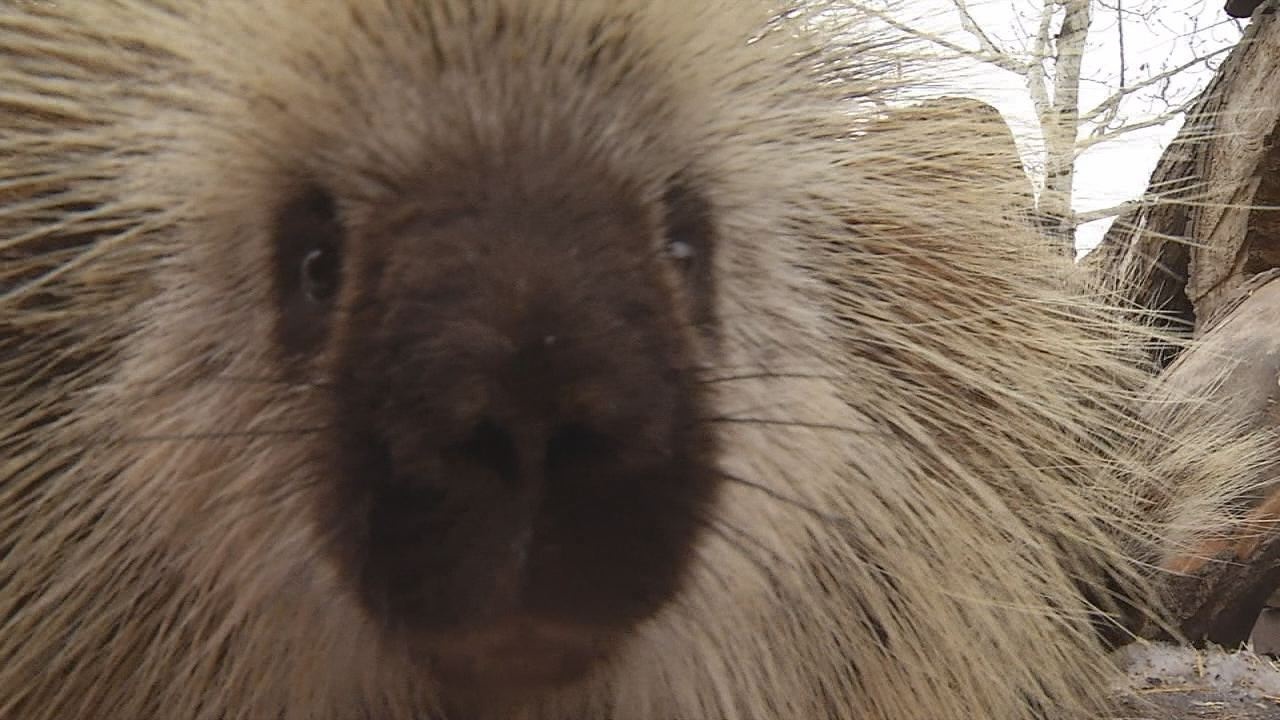 Red River Zoo Animals Weigh in on Spring's Arrival in the Valley - KVRR ...