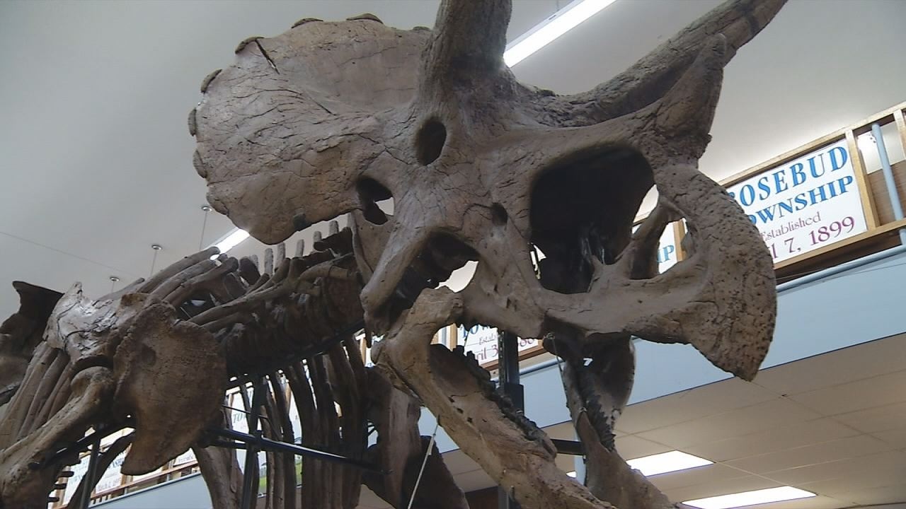 Hello Gundy! Barnes County Museum Welcomes New Triceratops - KVRR Local ...