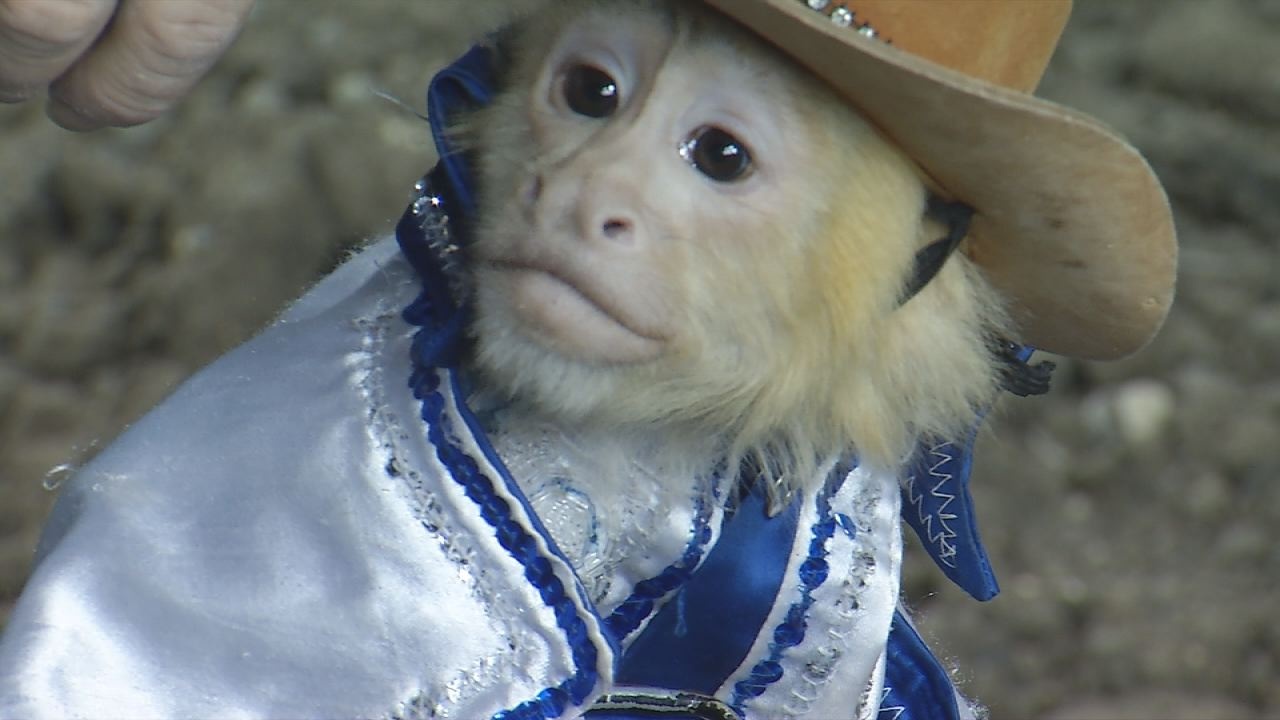 WEB EXCLUSIVE CONTENT: Monkeying Around for the PRCA Rodeo in Fargo ...