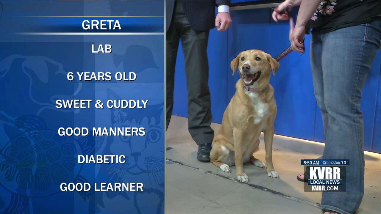 Pet Connection: Meet Greta - KVRR Local News