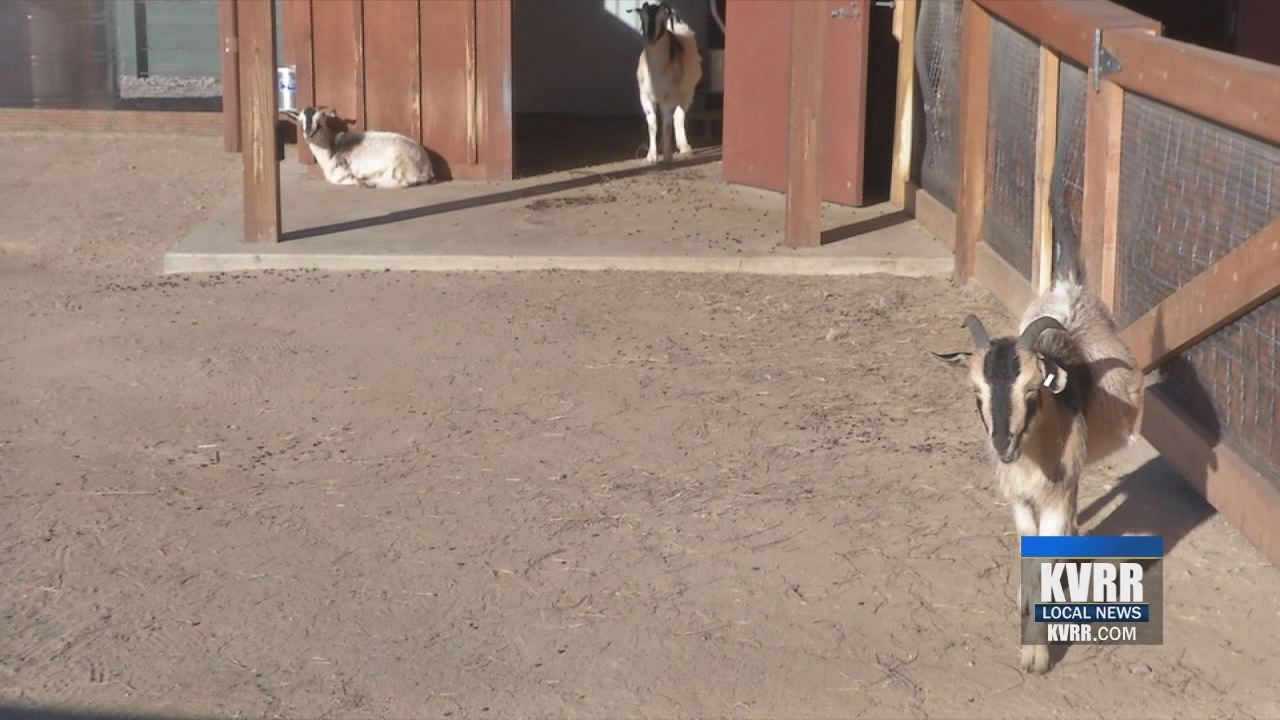 Kids Take a ZOOcation at the Red River Zoo - KVRR Local News