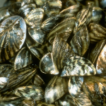 Zebra mussels discovered in Richland County lake - KVRR Local News