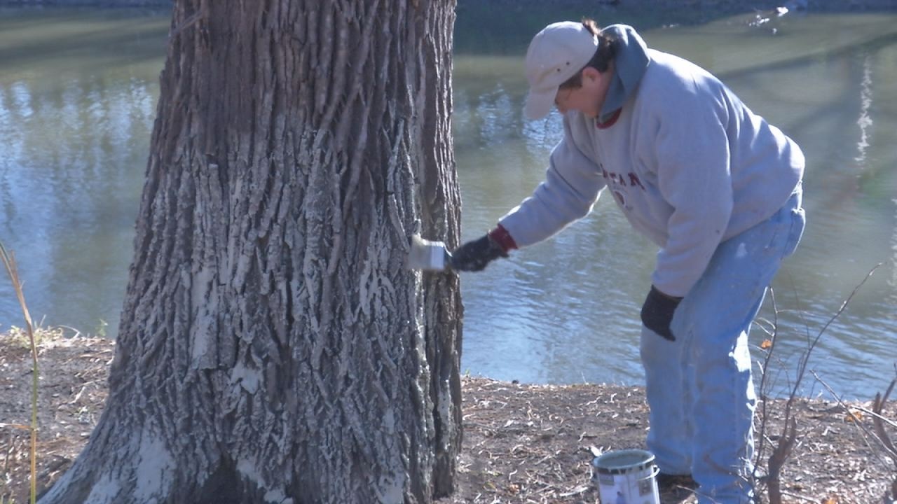 Painting Trees to Save Beavers - KVRR Local News