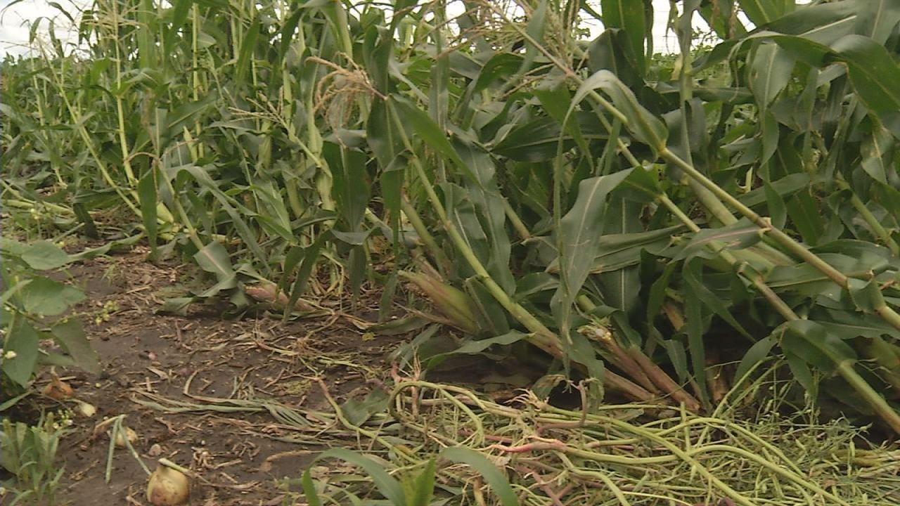 Is Rain Ruining Crops? - KVRR Local News
