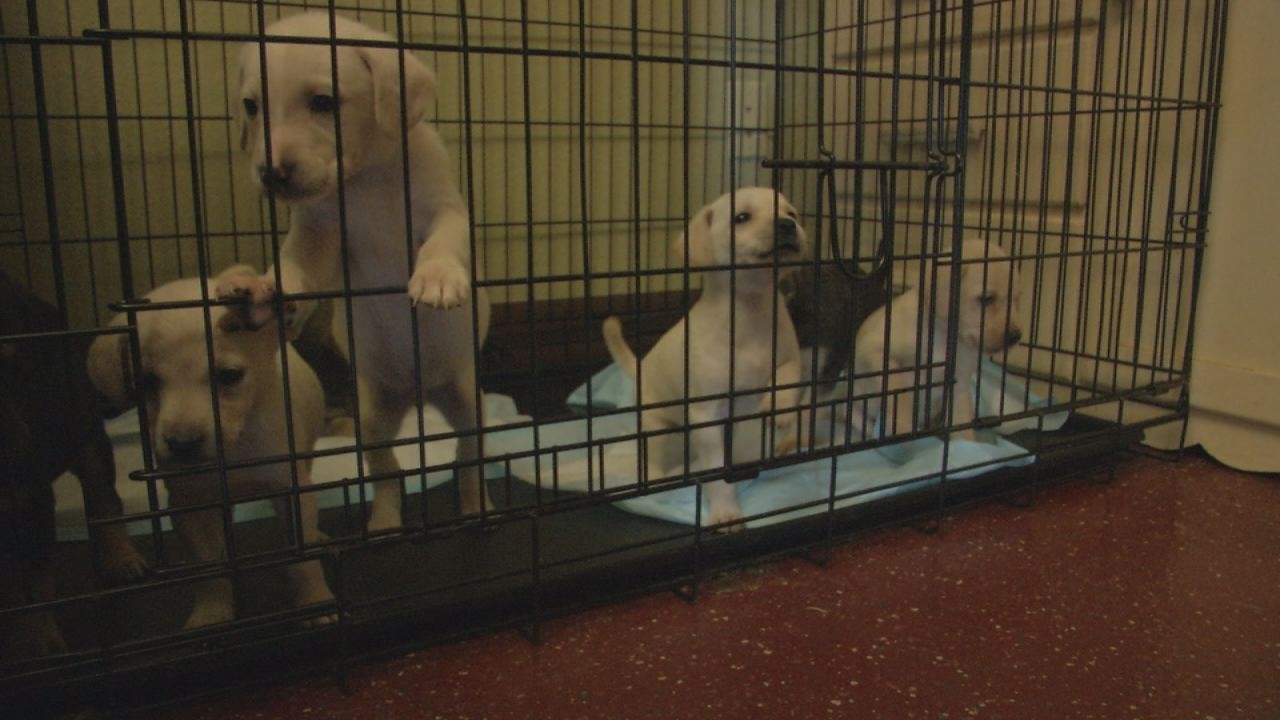 A Second Chance: Bringing Stray Dogs Home - KVRR Local News