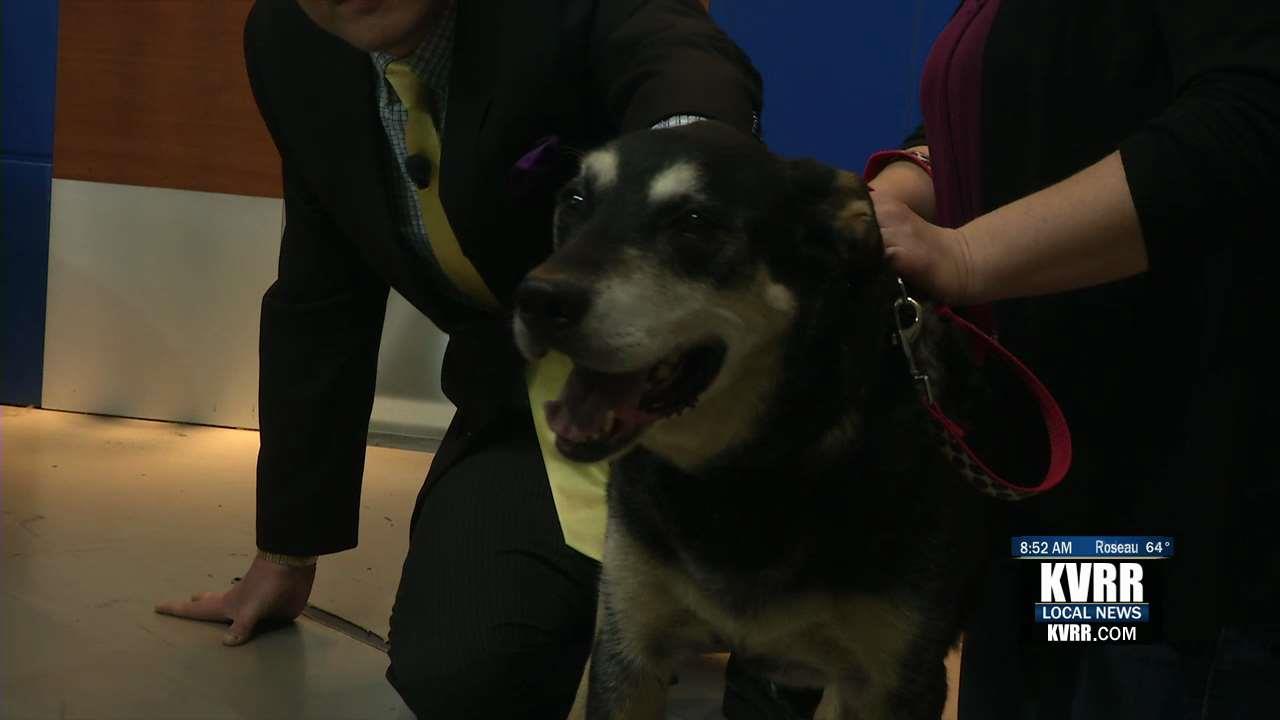LIVE: Paws Walk To Help Local Shelter Pets - KVRR Local News