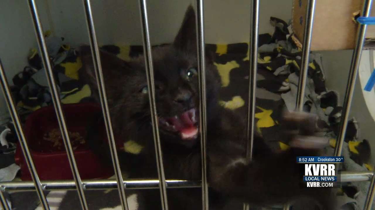 Pet Connection: Meet the Cats - KVRR Local News