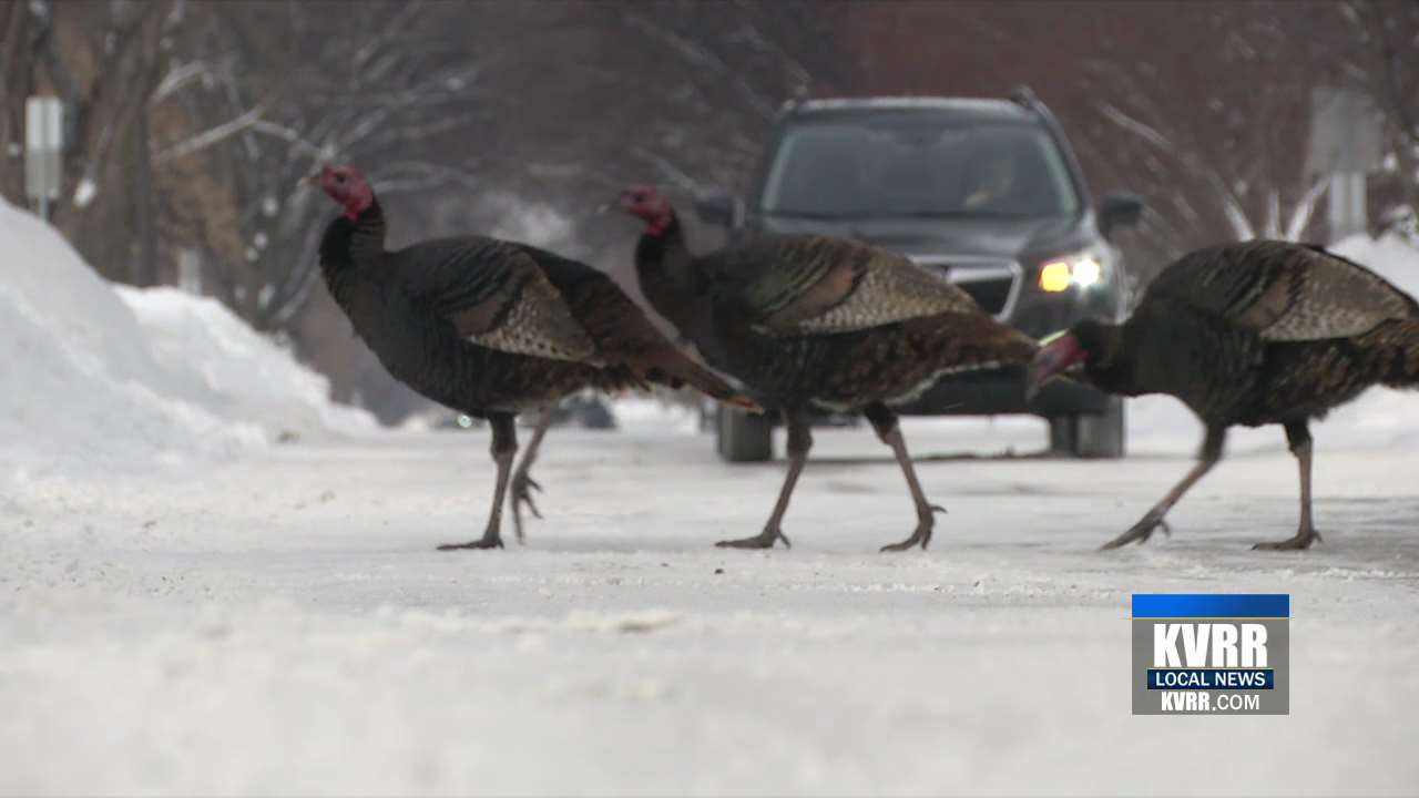 Discussions About Relocating Wild Turkeys to SD Gets Approved in ...