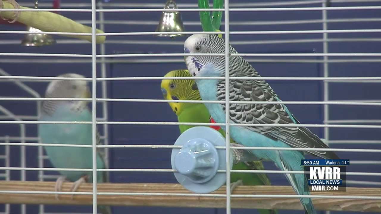 Pet Connection Success Story: The Budgies Find A Home - KVRR Local News