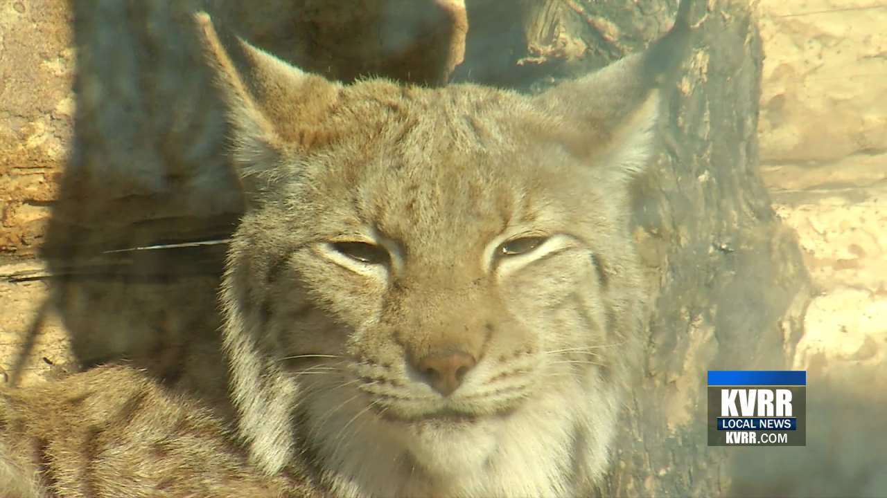 Red River Zoo Welcomes Two Sister Eurasian Lynx - KVRR Local News