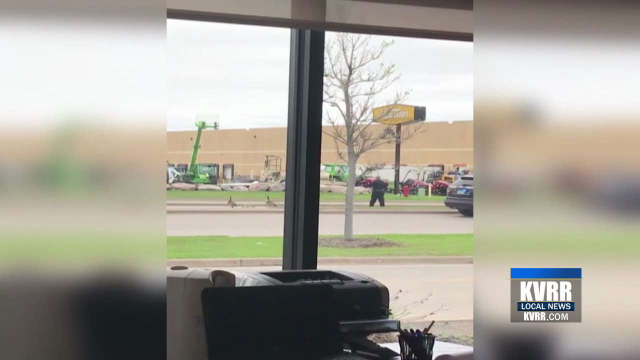 Goose, Goose Cop: Fargo Police Officer Escorts Geese Across Road - KVRR ...