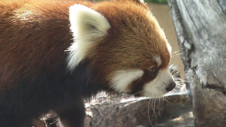 UPDATE: Missing Red Panda Found at Red River Zoo - KVRR Local News