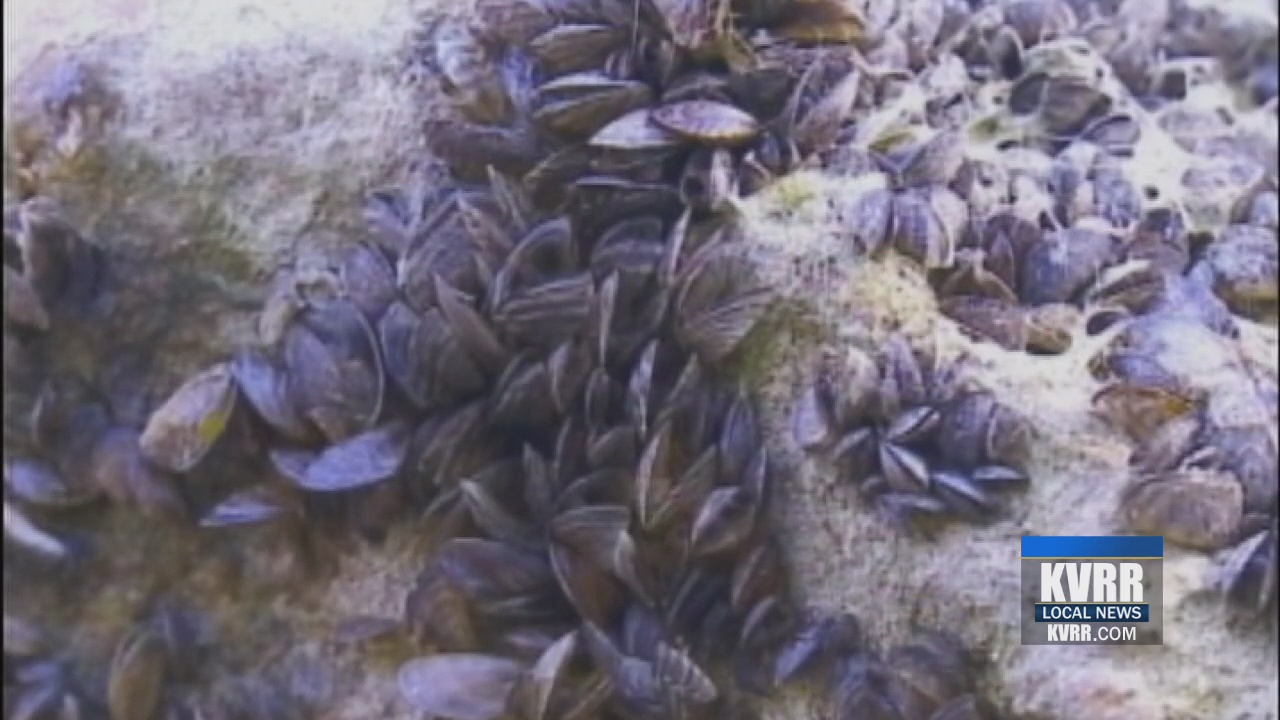 Zebra mussels confirmed in three west-central Minnesota lakes - KVRR ...
