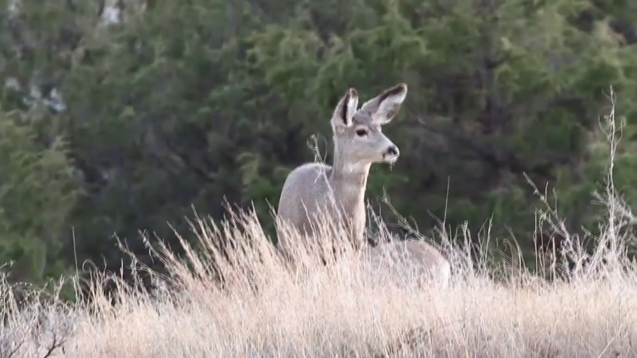 Tim Walz Makes Trip To Fergus Falls For Governor's Deer Hunting Opener ...