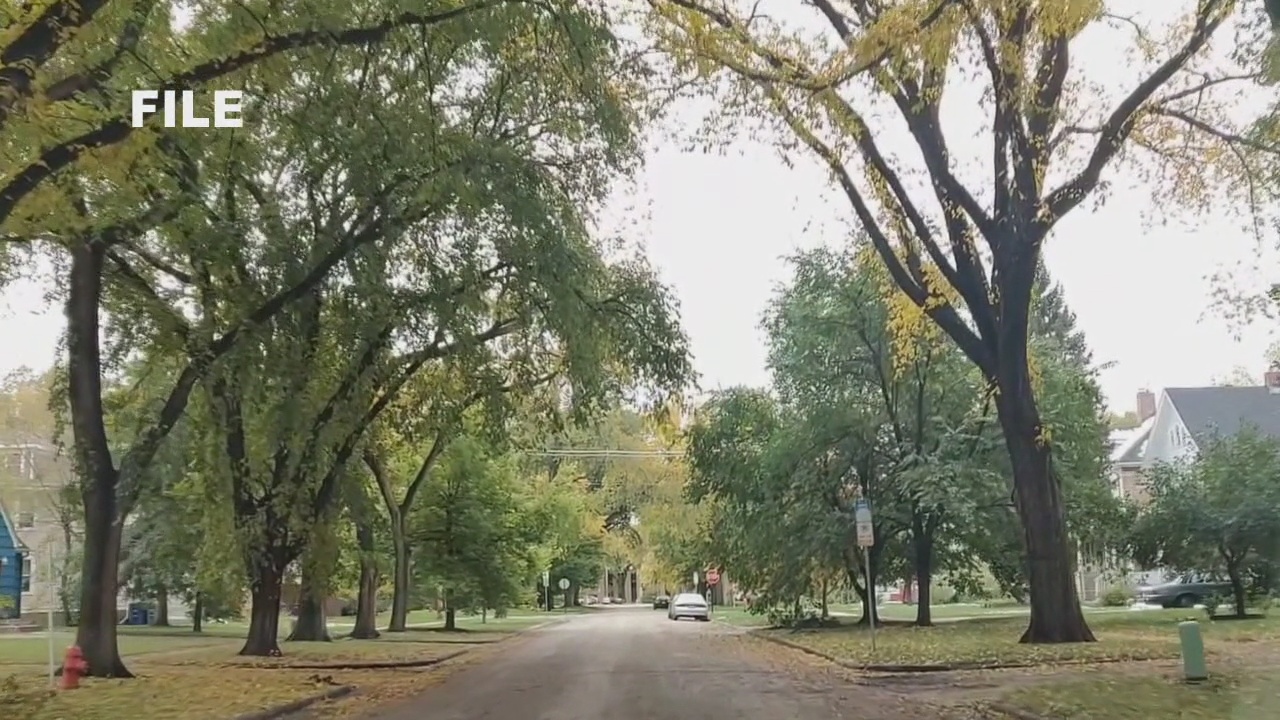 Fargo city commissioners discuss proposed tree ordinances - KVRR Local News