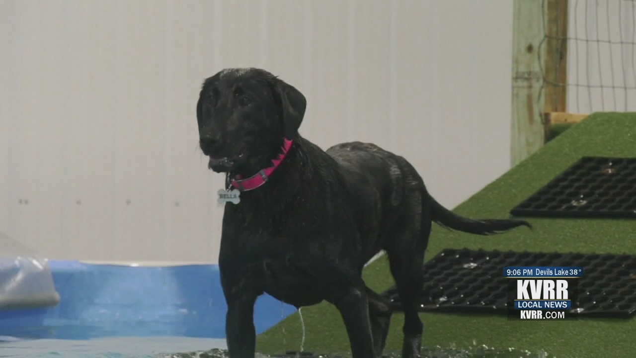 Rocket Dogs K9 Aquatics and Wellness Center Reopens - KVRR Local News