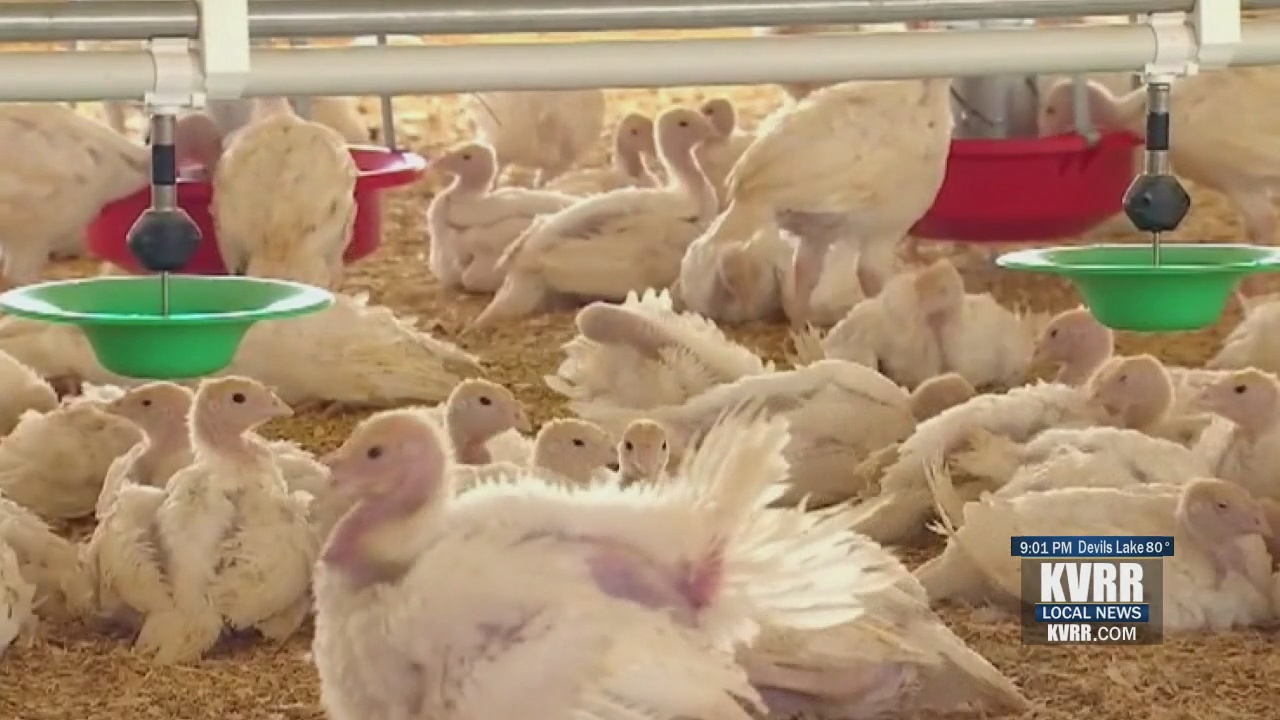 Avian flu in Minnesota turkey flock not a risk to public - KVRR Local News