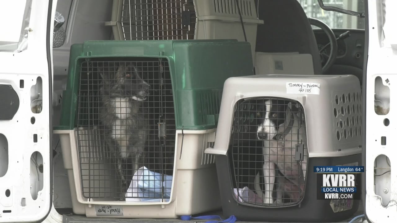 Texas Dogs hope to find forever home in Fargo-Moorhead - KVRR Local News