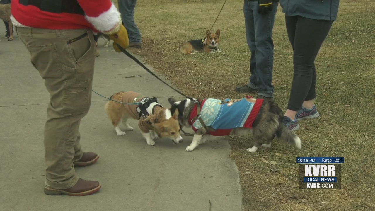 Holiday-themed corgi pack walk encourages safe socialization amid ...