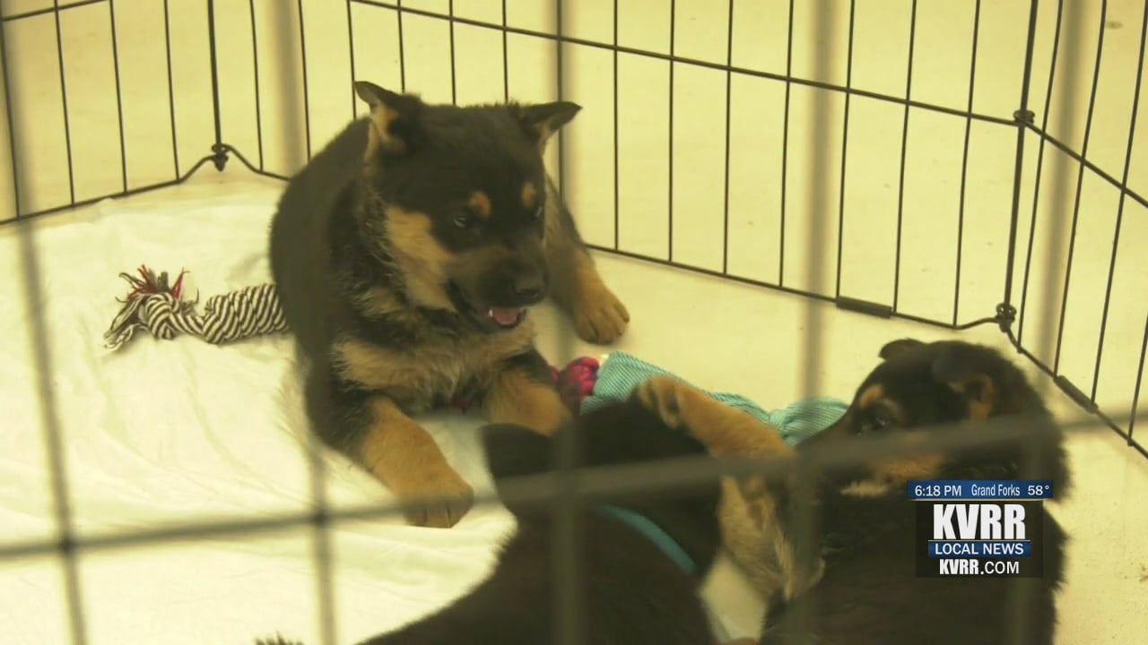 Homeward Animal Shelter celebrated National Adopt A Shelter Pet Day ...