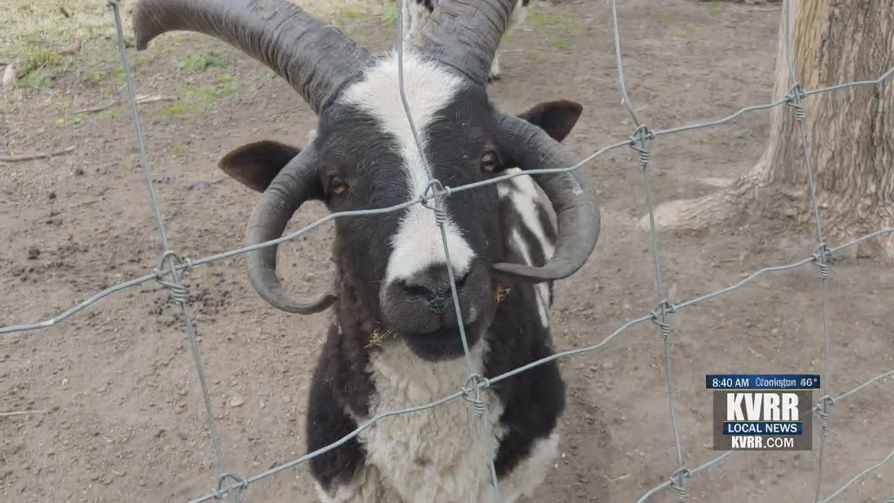 Social Distancing: Keep Your Distance From The People, Not The Animals ...