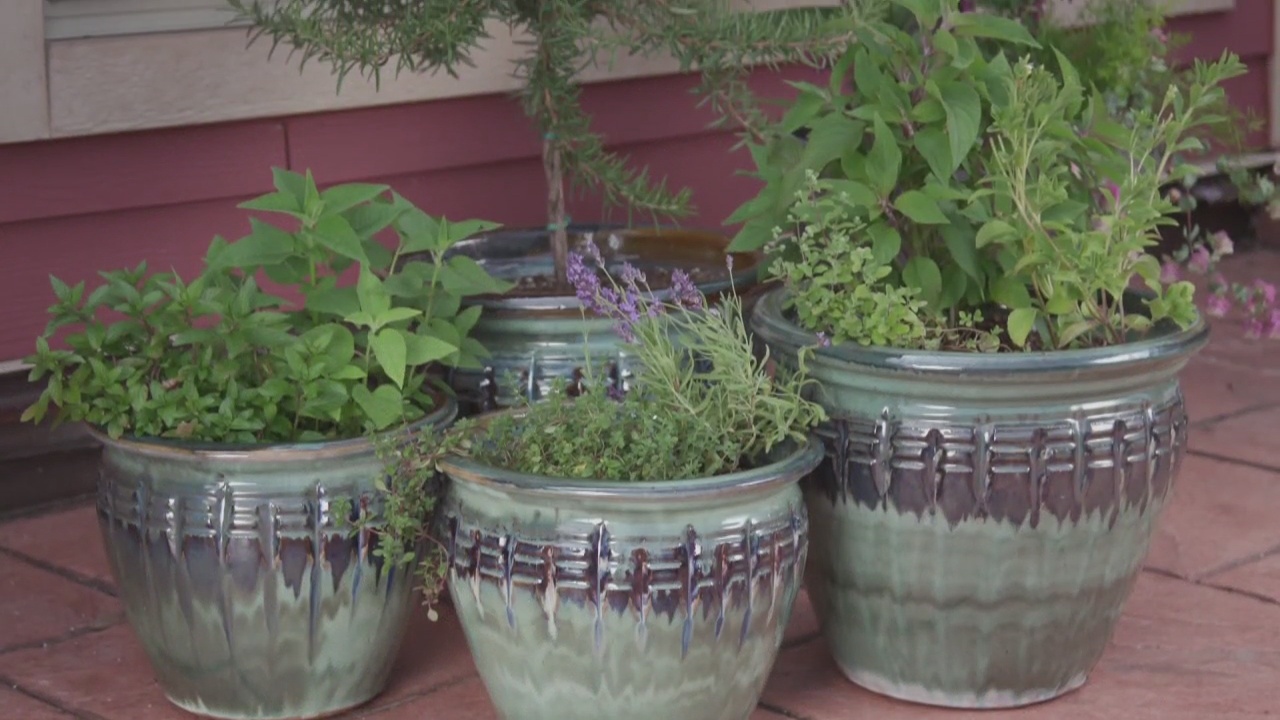 Melinda's Garden Moment: Tea Time - KVRR Local News