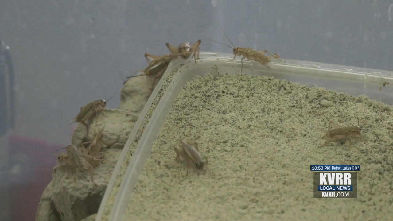 Local Farmers turn crickets into protein powder - KVRR Local News