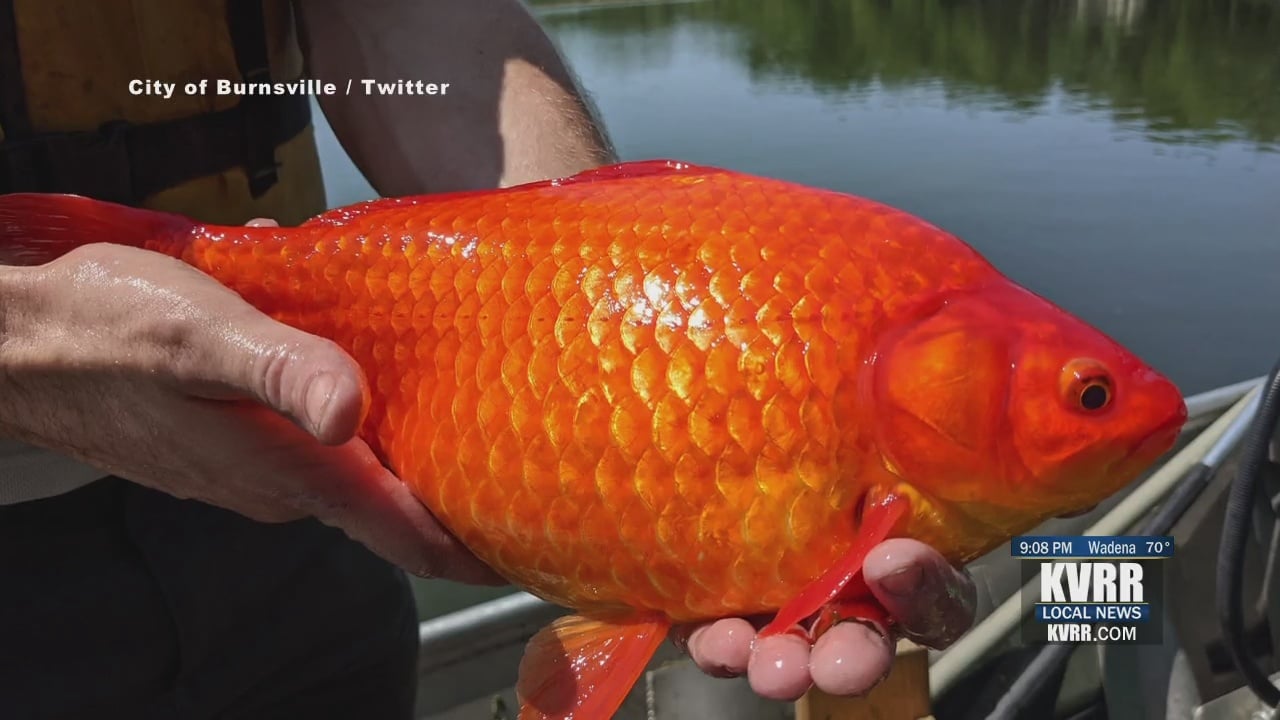 Giant goldfish recently found in Minnesota lake causing concerns - KVRR ...