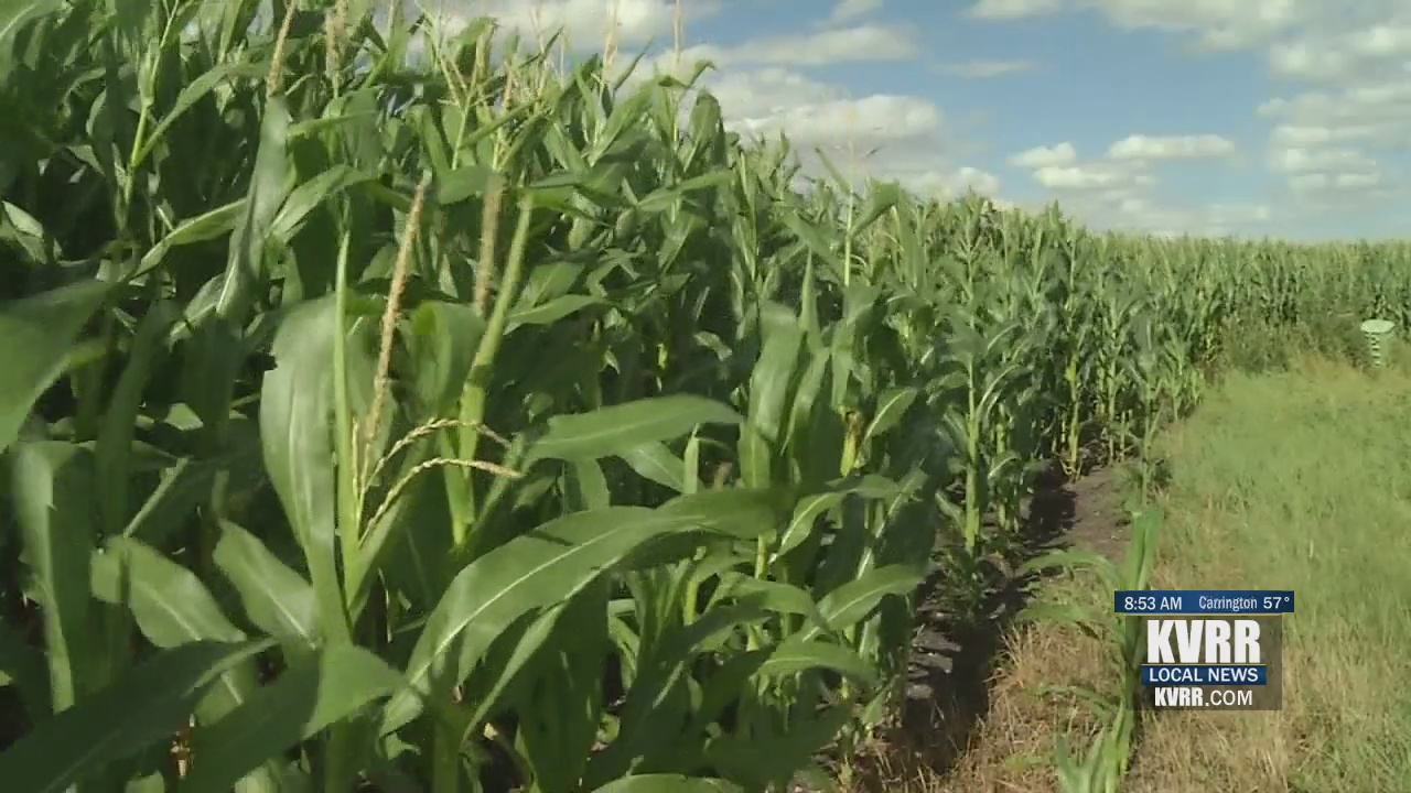 How rain will affect crops after major drought this summer - KVRR Local ...